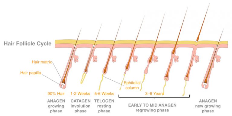 Hair Cloning 2020 | How Does It Work And When Will Be Avaliable?
